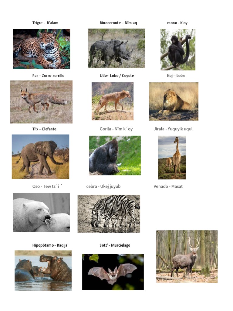 Animales en Kiche | PDF