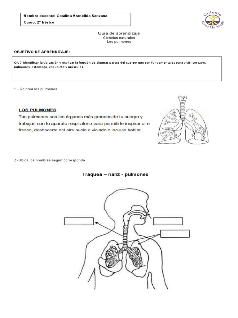 Guia Los Pulmones | PDF