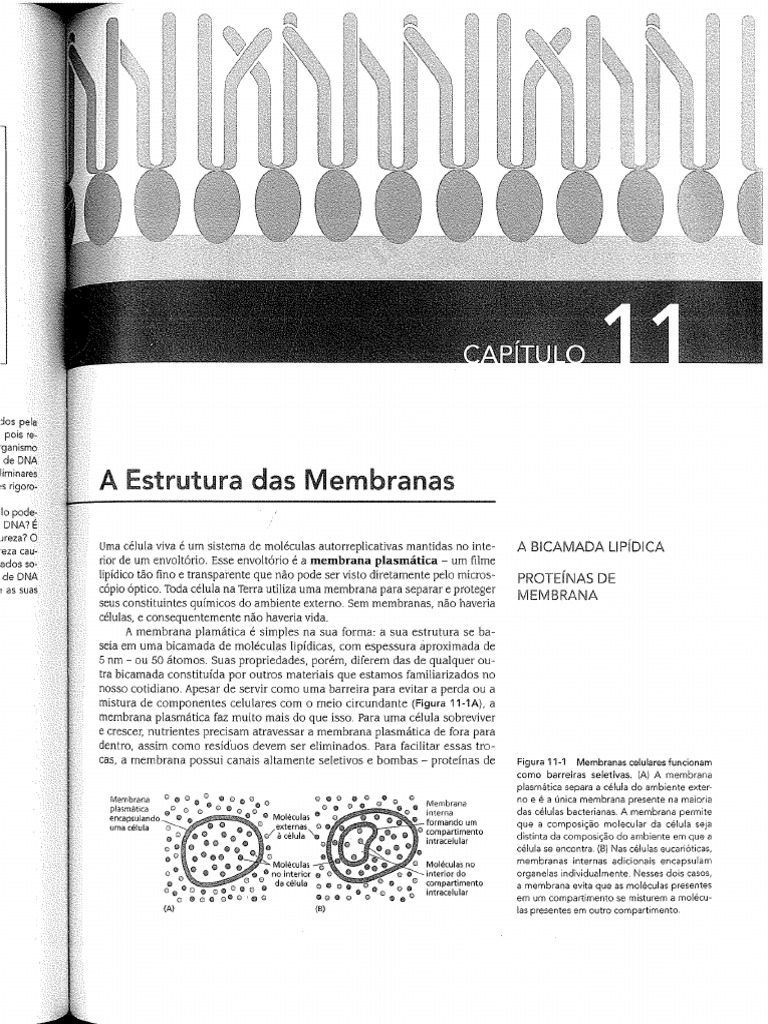 Cap 11 - A Estrutura Das Membranas | PDF