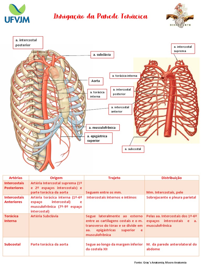 Vascularização da Parede Torácica | PDF | Tórax | Angiologia