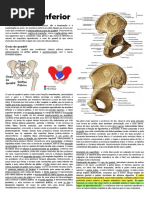 NETTER FLASH CARDS PORTUGUÊS - Colorido | PDF | Pescoço | Anatomia