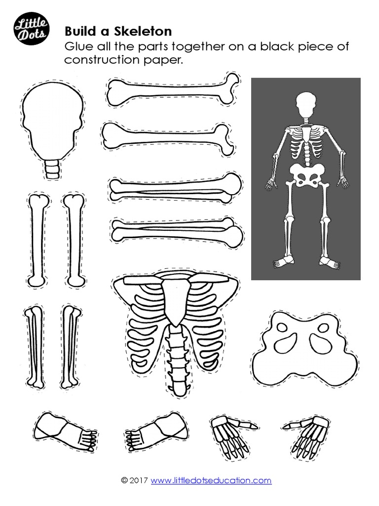 Skeleton Worksheet | PDF | Skeleton | Bone