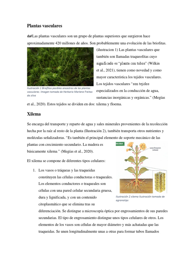 Plantas Vasculares | PDF | Ramas de la botánica | Botánica