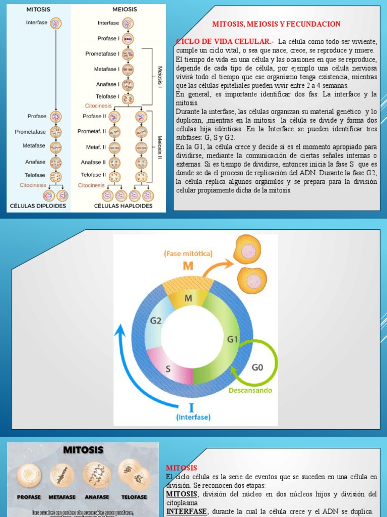Interfase y Mitosis | PDF | Mitosis | Ciclo celular