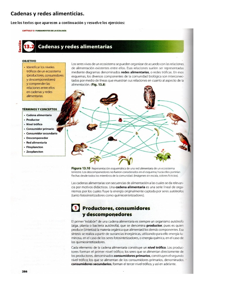 Cadenas y Redes Alimenticias Ejercicios | PDF | Red alimentaria ...