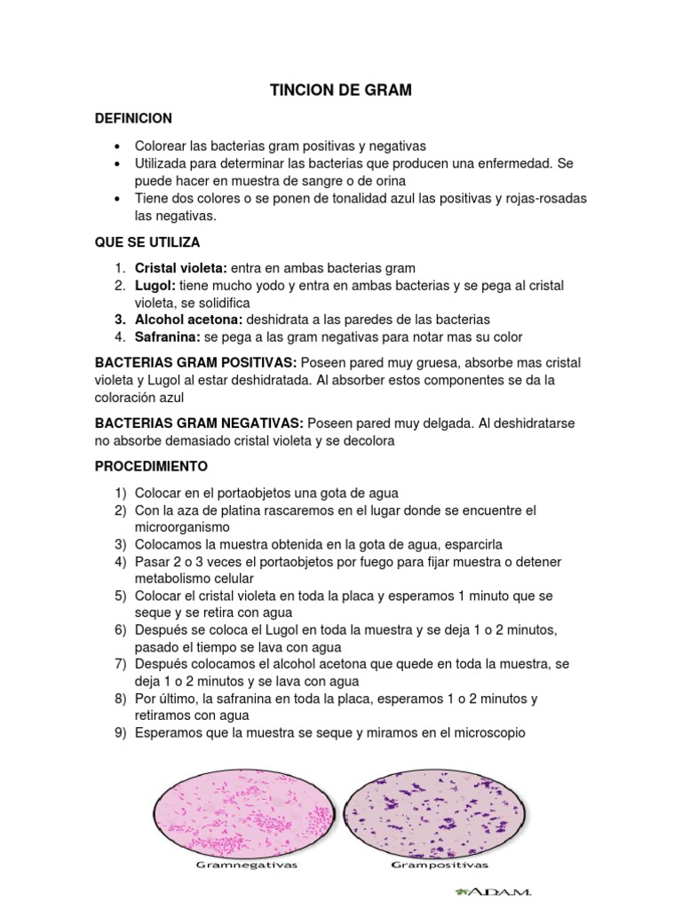 Procedimiento de Tinción de Gram | PDF | Cocina, comidas y vino | Salud ...
