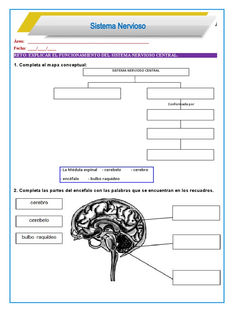 4° Ficha Cyt | PDF | Cerebro | Sistema nervioso