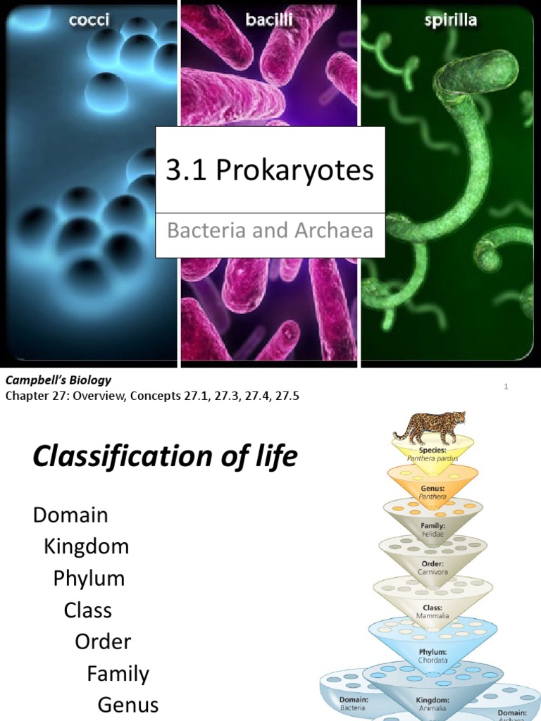 A22 3.1 Prokaryotes Protists Plants Fungi | PDF | Bacteria | Plants