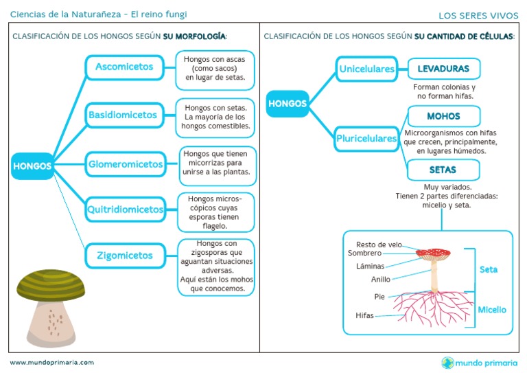 Clasificación del Reino Fungi | PDF | Hongo | Seta