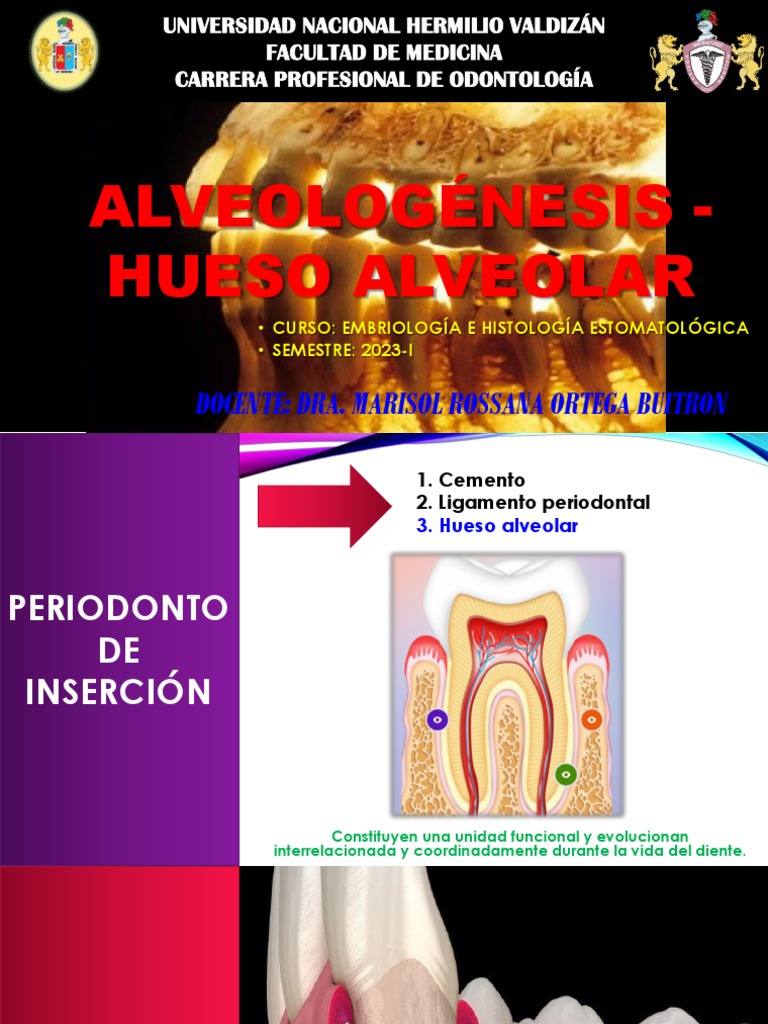 Alveologénesis - Hueso Alveolar | PDF | Hueso | La matriz extracelular