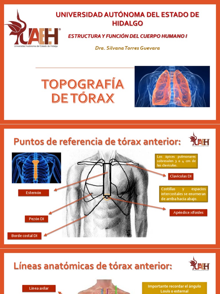 Anatomía Topográfica de Tórax Uaeh | PDF | Tórax | Morfología (biología)