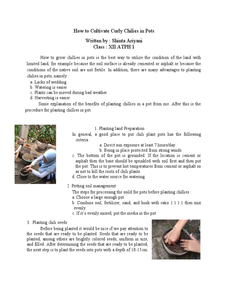 How To Cultivate Curly Chilies in Pots-1 | PDF | Plants | Seed