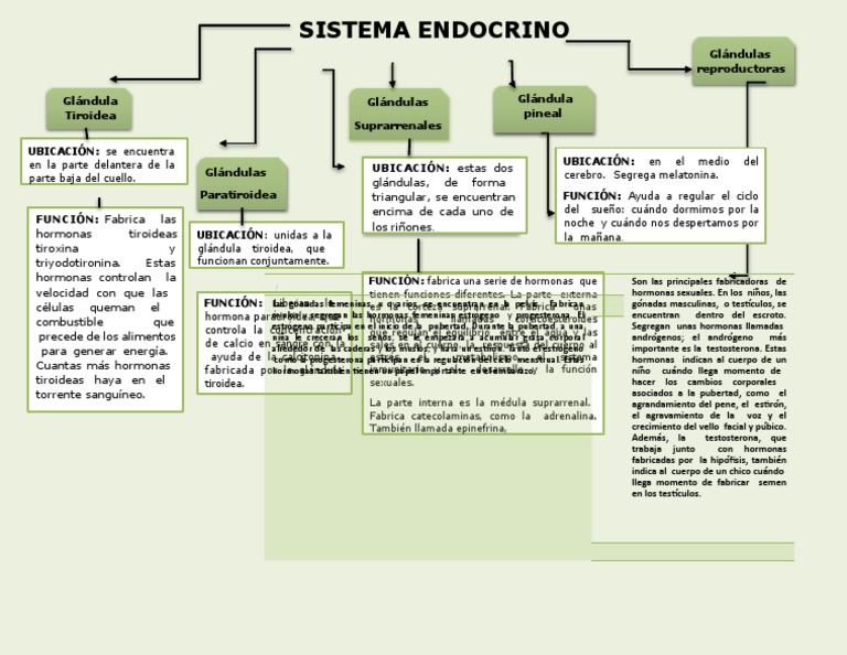 Mapa Conceptual Del Sistema Endocrino | PDF | Hormona | Tiroides