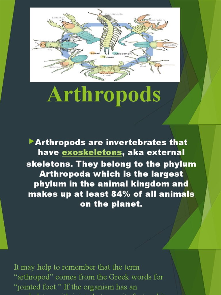 Arthropods | PDF | Insects | Crustacean