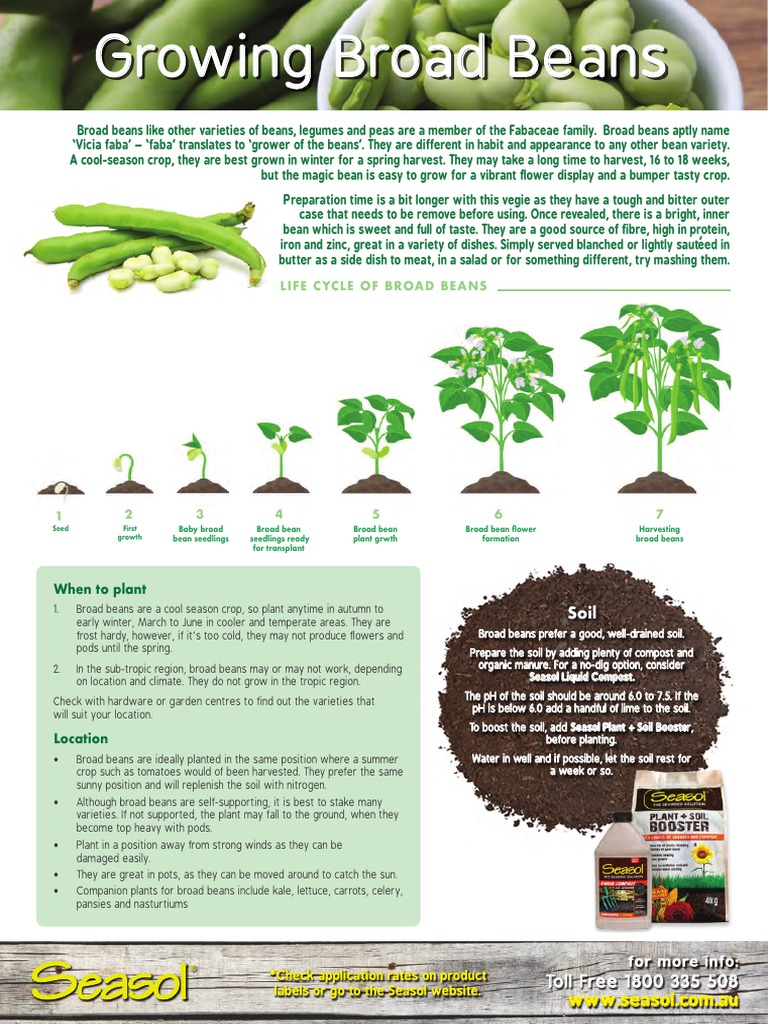 How To Grow Vegetables Broad Beans | PDF | Legume | Seed