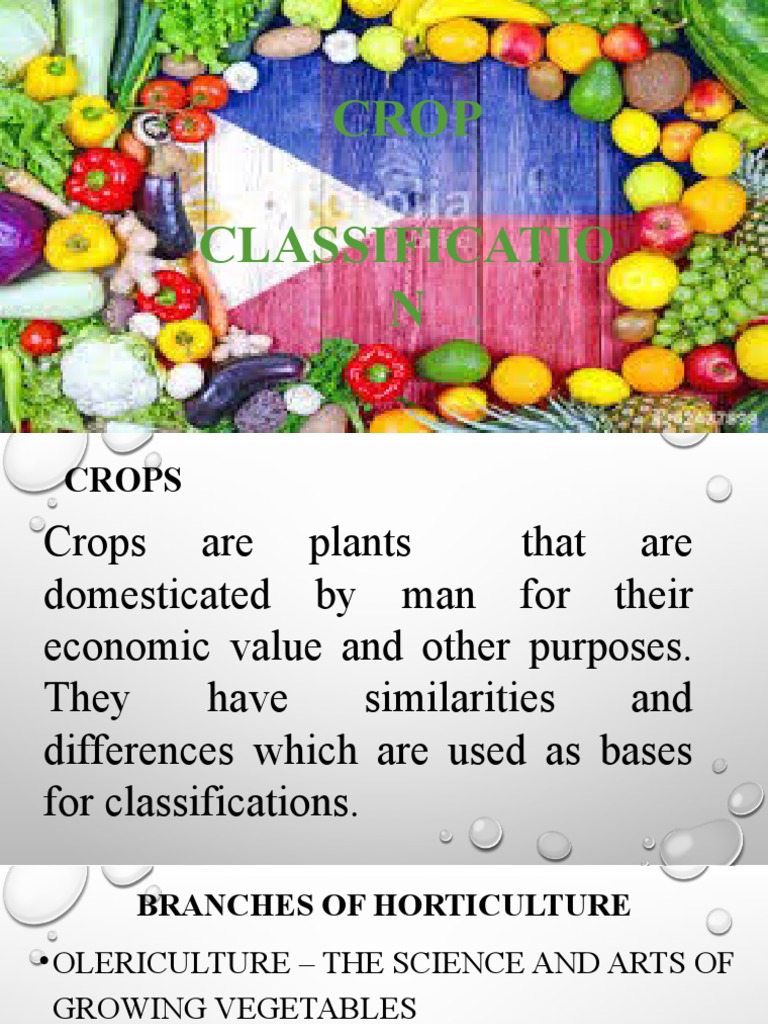 Lec.3 Classification of Crops | PDF | Legume | Taxonomy (Biology)