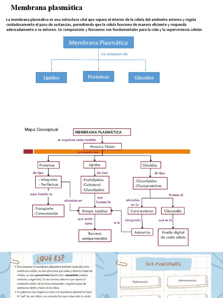 Estructura y Función de la Membrana Plasmática | PDF | Bicapa lipídica | Membrana celular