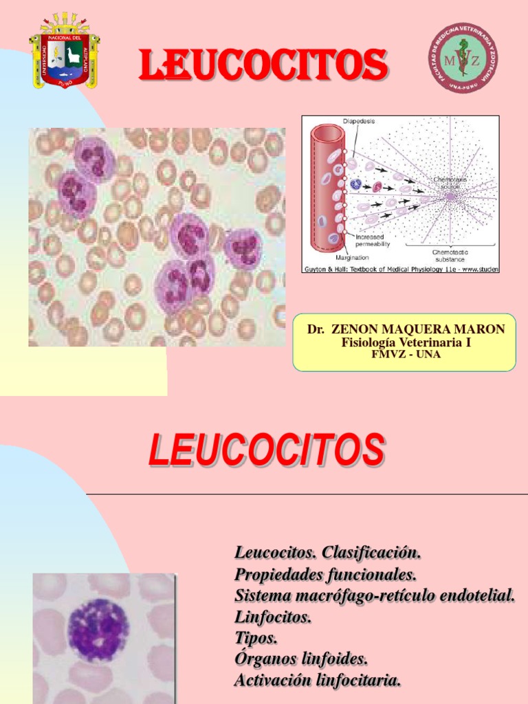 Clasificación y funciones de leucocitos | PDF | Sistema inmune | Leucocito