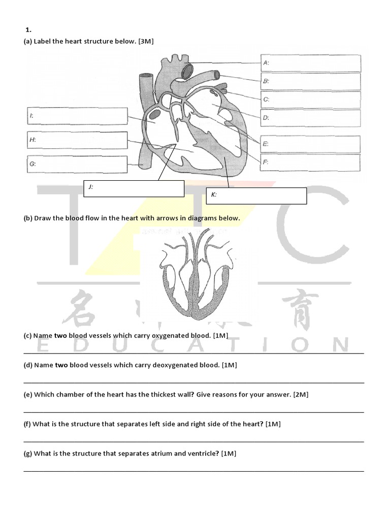F3 C3 Human Blood Circulatory System Exercise | PDF | Heart | Blood