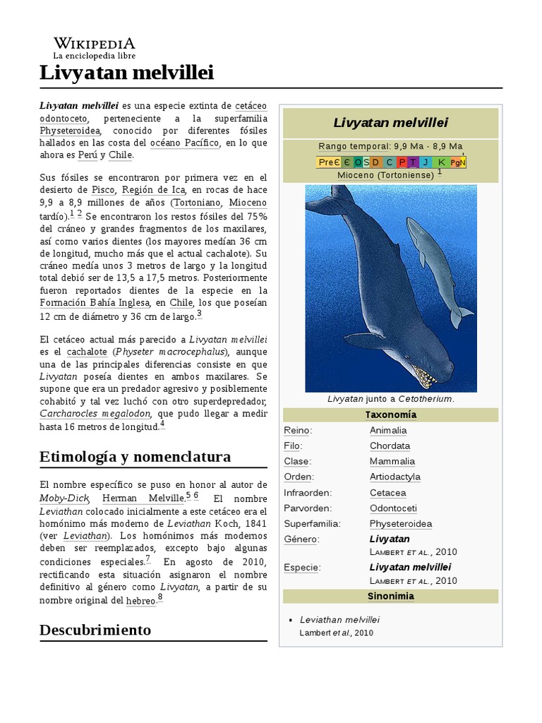 Livyatan melvillei: El cetáceo gigante | PDF | Cetáceos | Mamíferos marinos