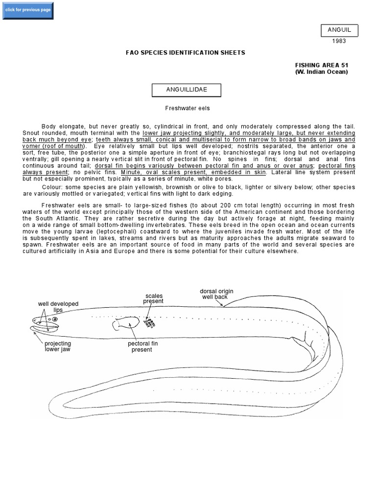 Fao Species Identification Sheets Fishing Area 51 (W. Indian Ocean ...