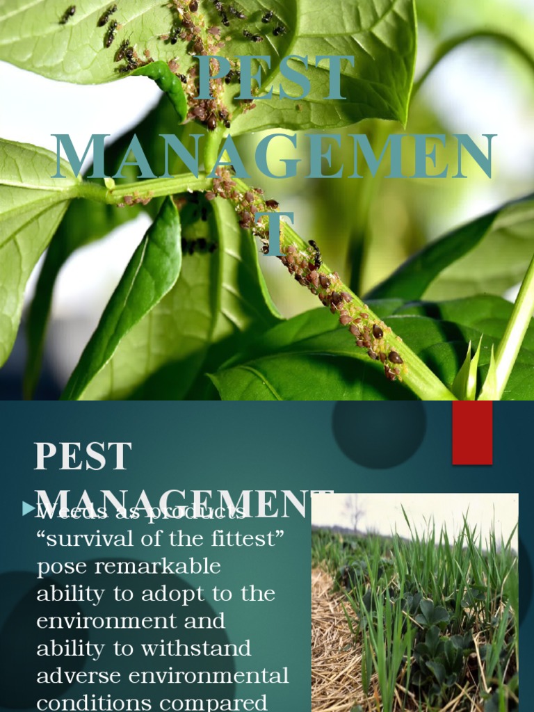 Pest Management - Tle 10 | PDF | Herbicide | Pest (Organism)