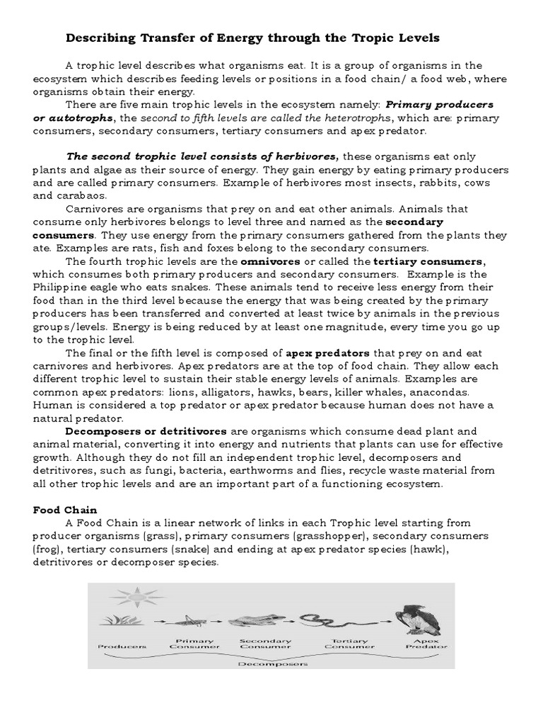 Science 8 Activity Sheets Q4 | PDF | Food Web | Predation