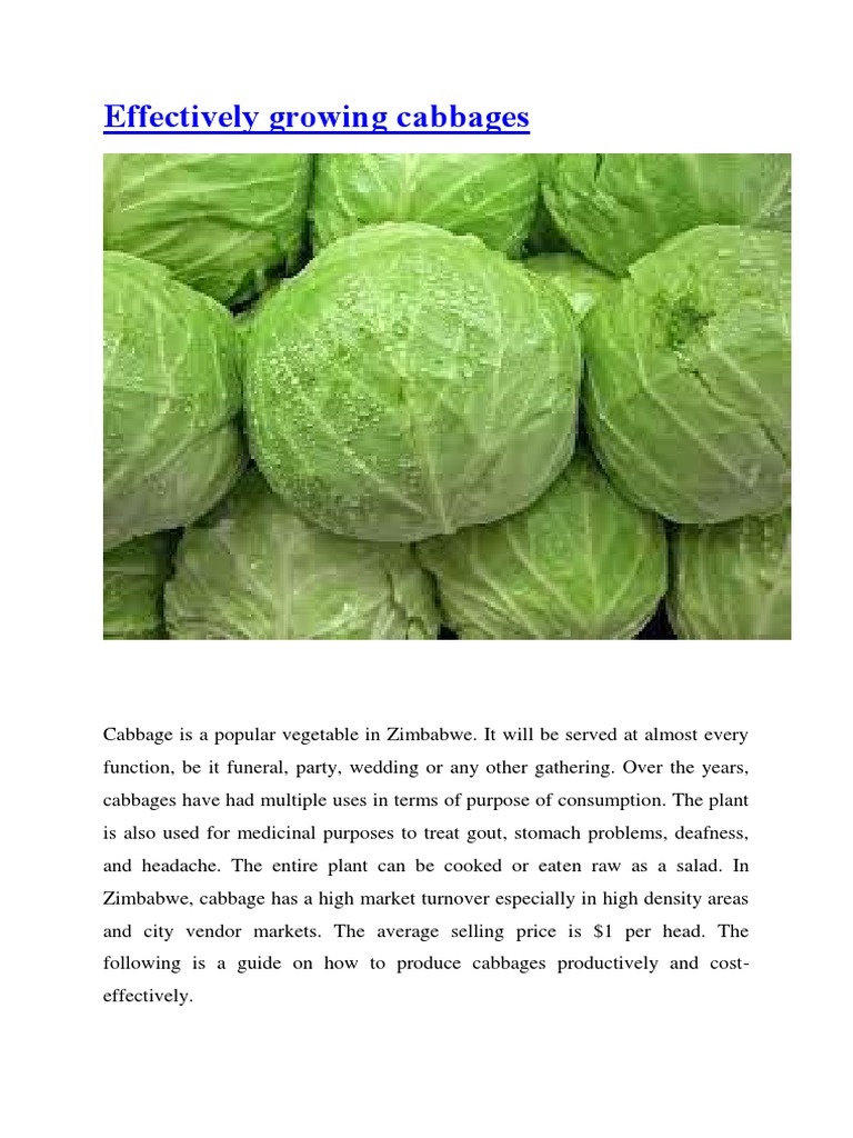 Effectively Growing Cabbages | PDF | Cabbage | Fertilizer