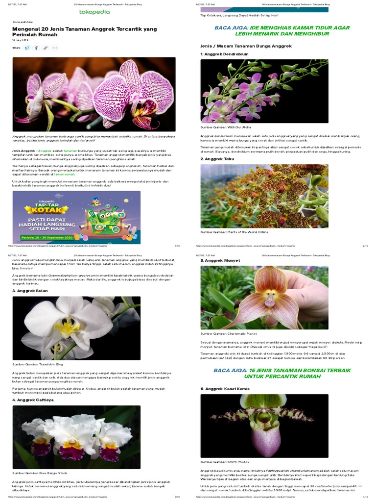20 Macam-macam Bunga Anggrek Terfavorit - Tokopedia Blog | PDF
