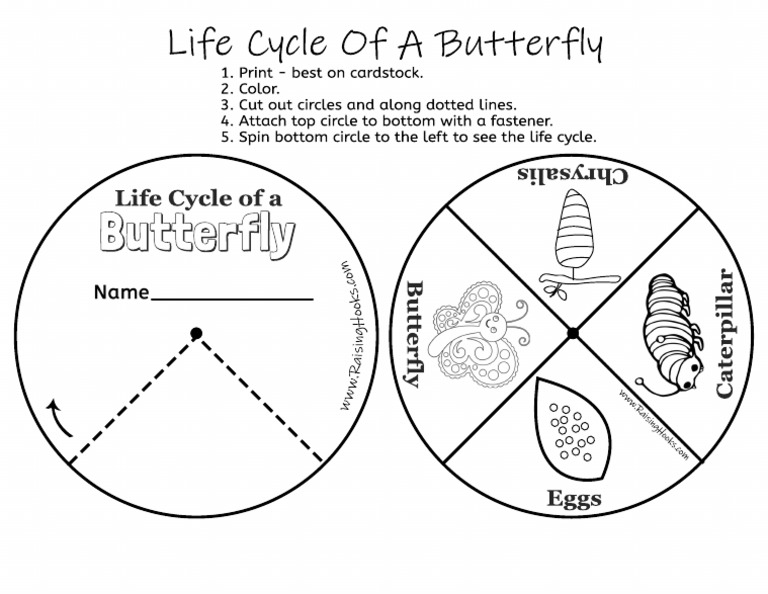 Butterfly Life Cycle Wheel1 | PDF
