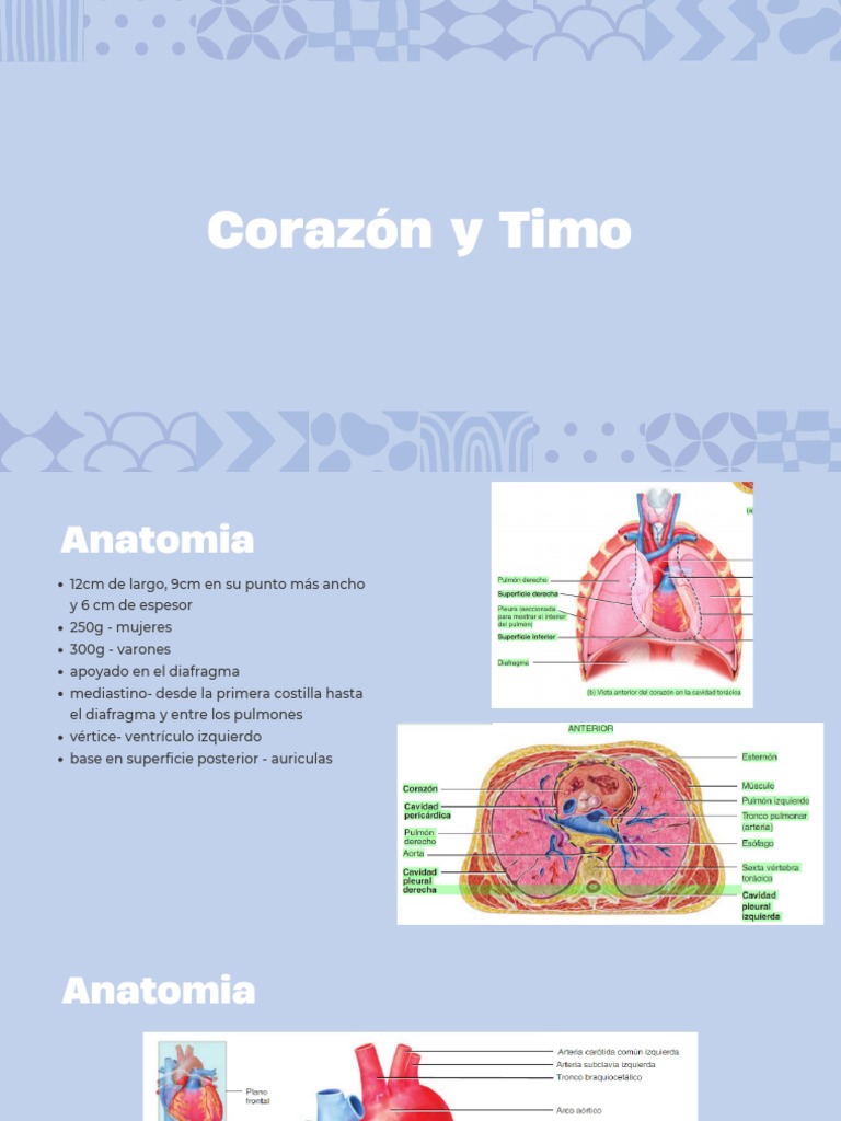 Corazón y Timo | PDF | Linfocitos | Célula T