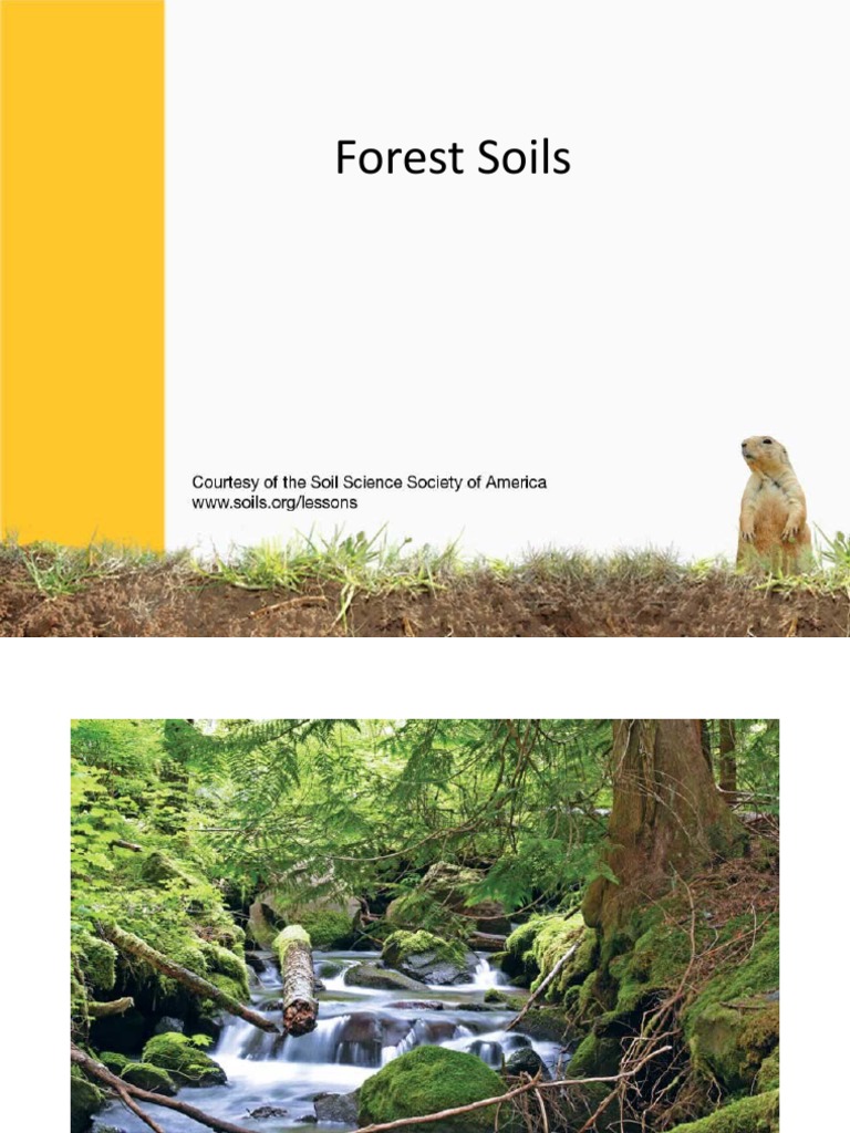 Forest | PDF