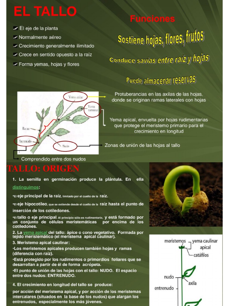 Tipos de tallo según su perianto | PDF