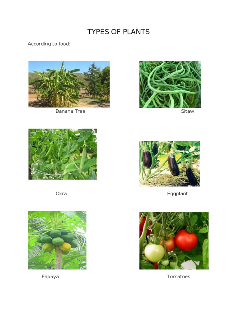 Types of Plants by Category | PDF