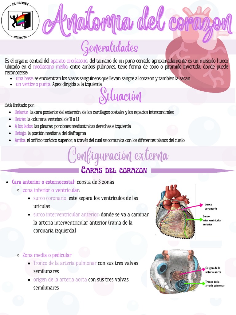 Anatomía del Corazón y Arteria Aorta | PDF | Aorta | Corazón