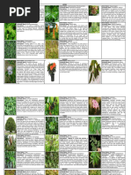 Non Bearing Fruit Trees | PDF | Trees | Botany