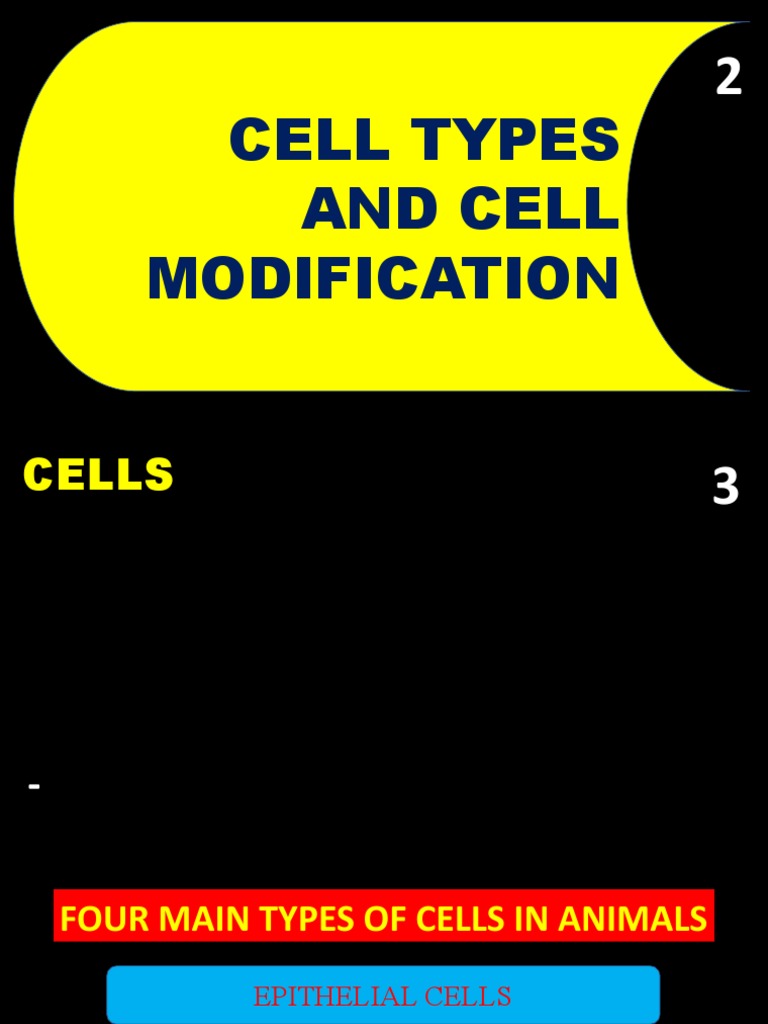Cell Types and Cell Modification | PDF | Connective Tissue | Tissue ...