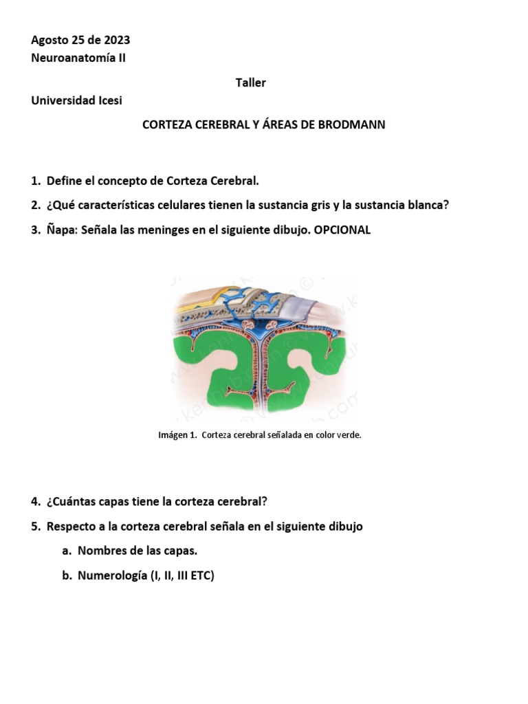 Taller Corteza Cerebral y Topografia Interna 20232 | PDF