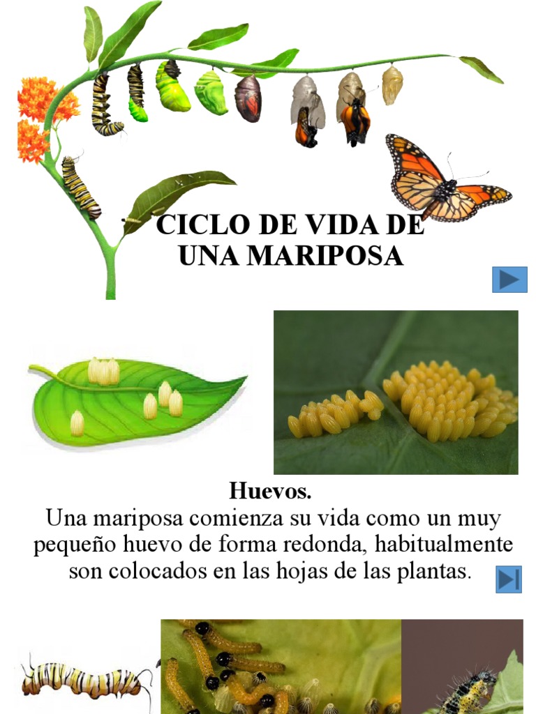 Hojas De Trabajo Gratuitas Sobre Mariposas Dibujo De Mariposa Con