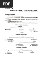 Urochordata Classification Overview | PDF | Chordates