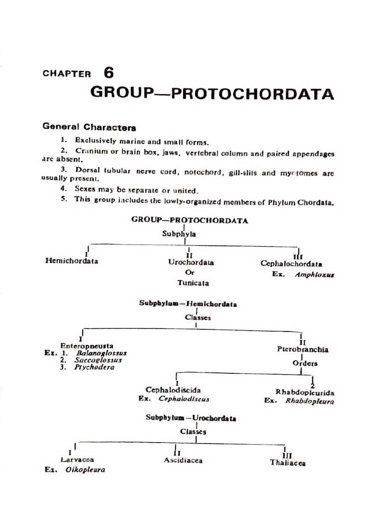 Protochordata | Download Free PDF | Chordates | Anatomy