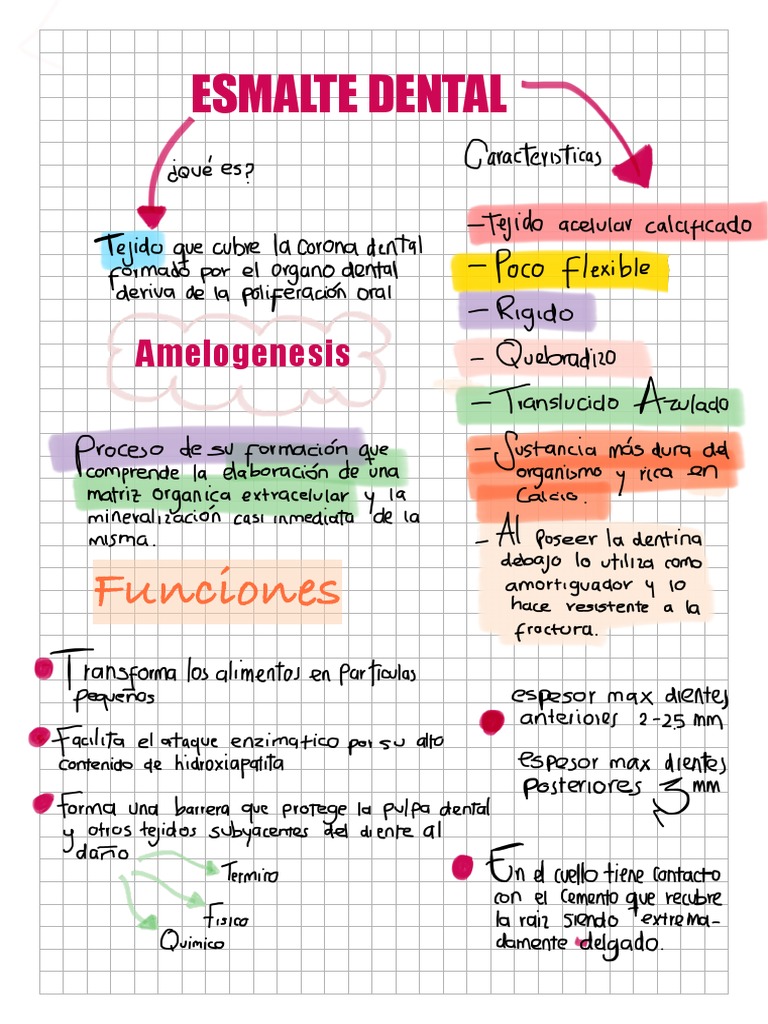 Ciclo Vital de los Ameloblastos | PDF | Esmalte de dientes | Diente