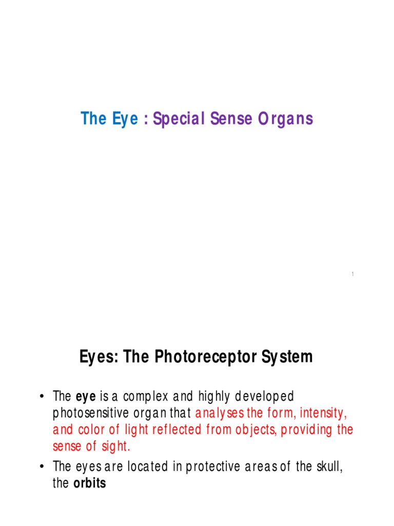 Histology of The Eye | PDF | Cornea | Epithelium