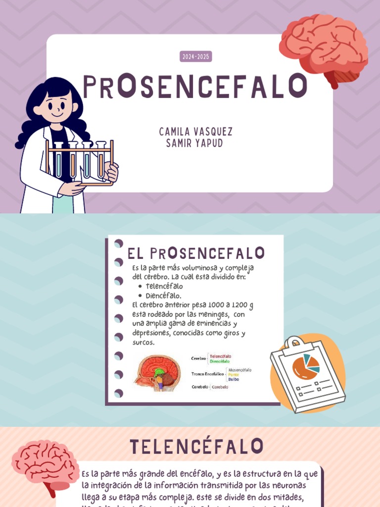 Anatomía del Prosencéfalo y sus Componentes | PDF | Hipotálamo | Cerebro
