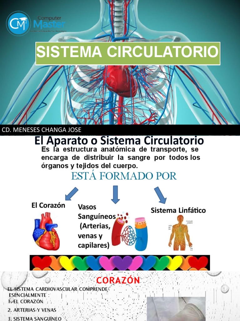 Estructura y Función del Sistema Circulatorio | PDF | Corazón | Artería