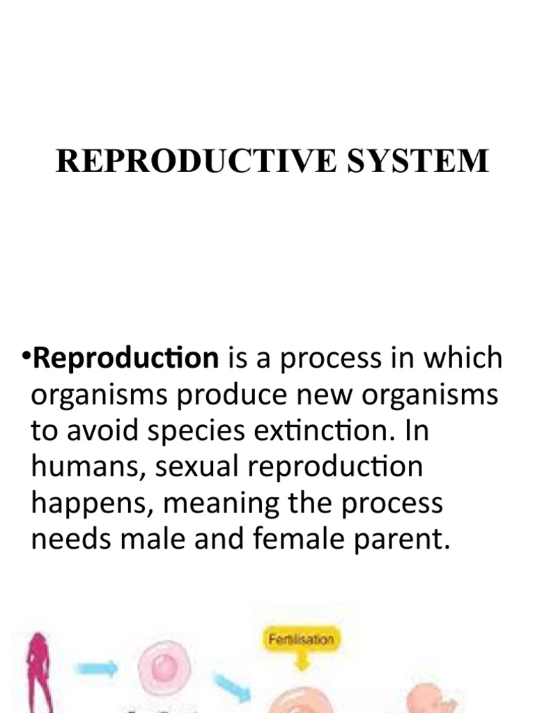 Reproductive System | PDF | Reproductive System | Semen