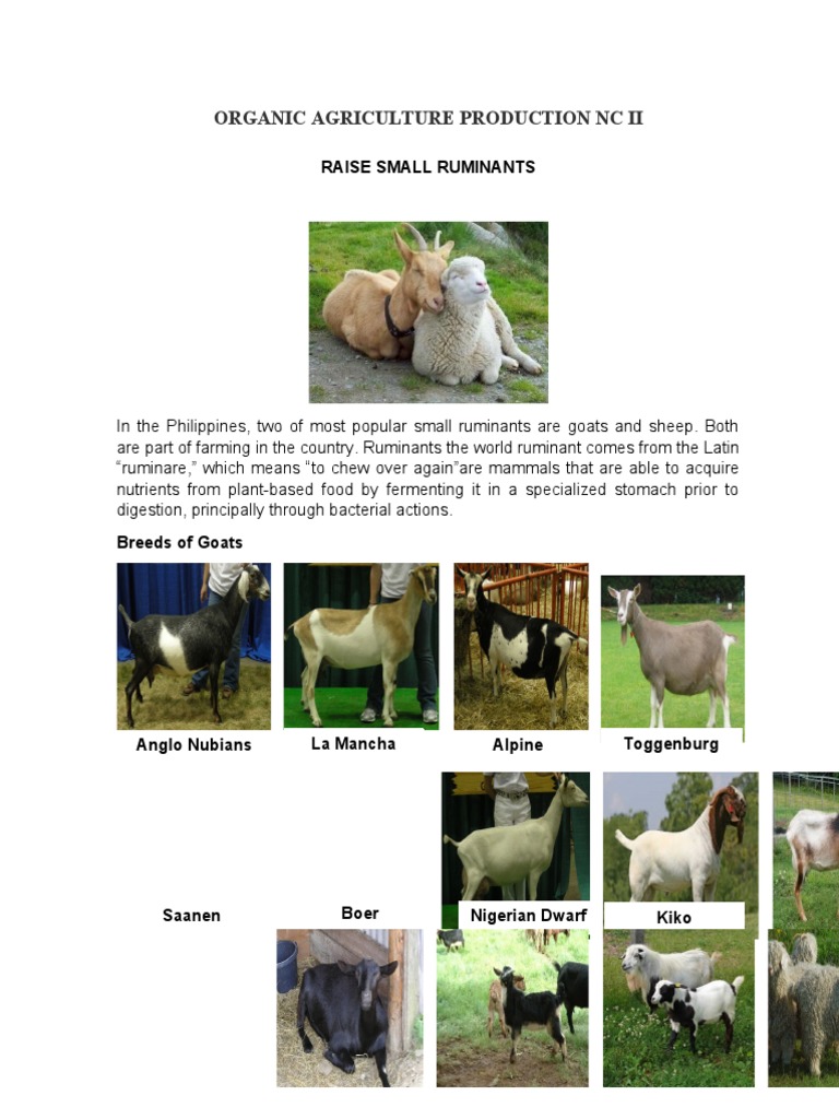 Raise Small Ruminants | PDF