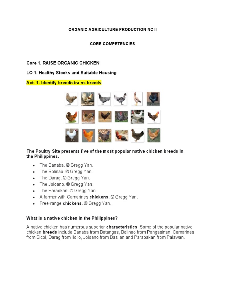 Raise Organic Chicken | PDF | Chicken | Poultry Farming