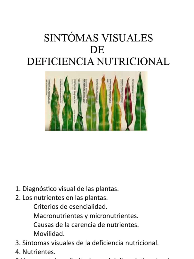 Sin Tomas Visual Es | PDF | Nutrientes | Micronutrientes