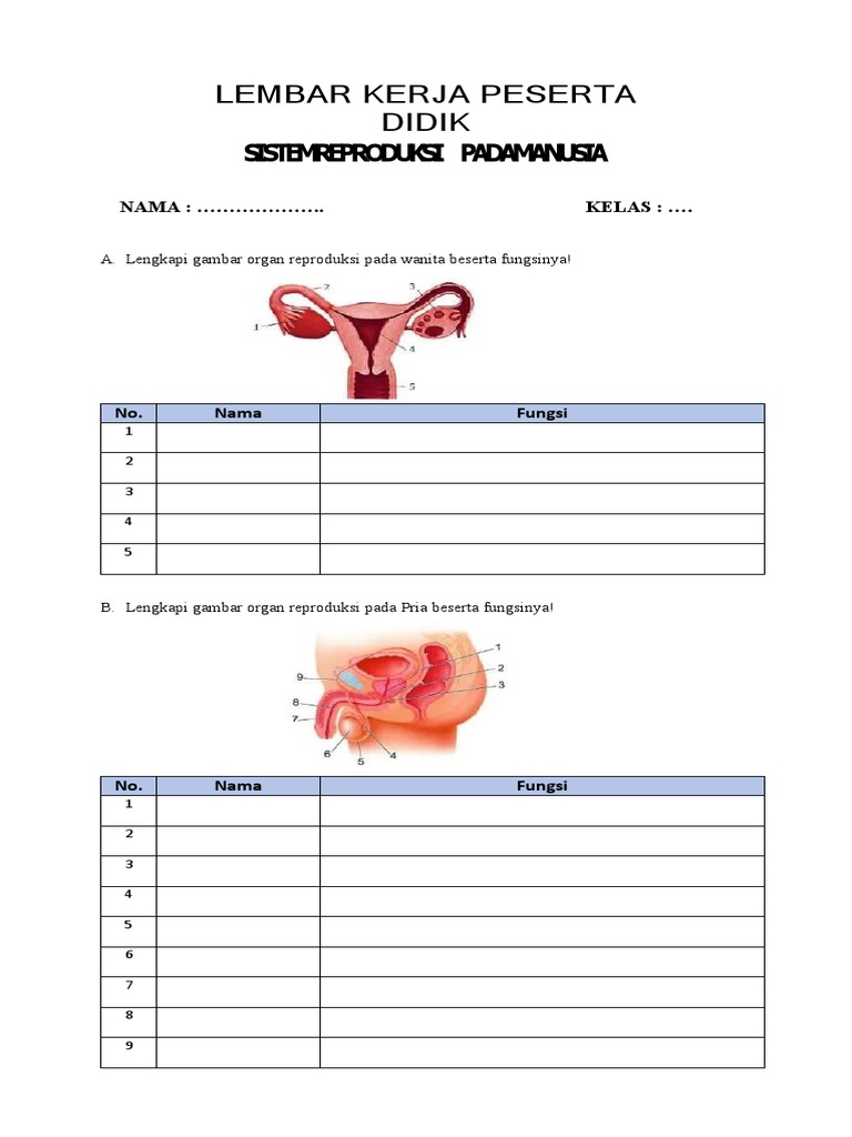 LKPD SIstem Reproduksi | PDF | Pengembangan Diri | Sains & Matematika